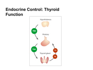 Chapter 5 .2 ThyroidFunction test For medical laboratory | PPT