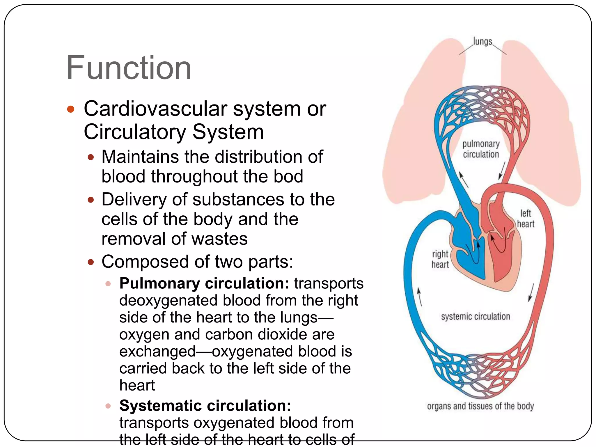 Chapter 5 - Cardiovascular System | PPTX | Heart and Cardiovascular ...