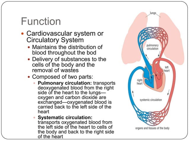 Chapter 5 - Cardiovascular System | PPT