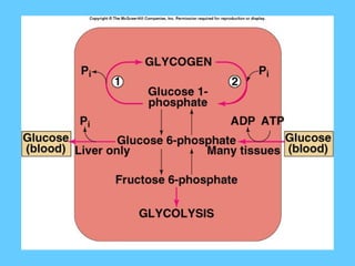 Chapter_5_-_Cell_Respiration_and_Metabolism.ppt