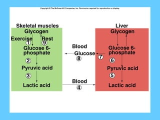 Chapter_5_-_Cell_Respiration_and_Metabolism.ppt