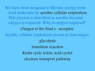 Chapter_5_-_Cell_Respiration_and_Metabolism.ppt