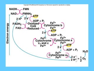 Chapter_5_-_Cell_Respiration_and_Metabolism.ppt
