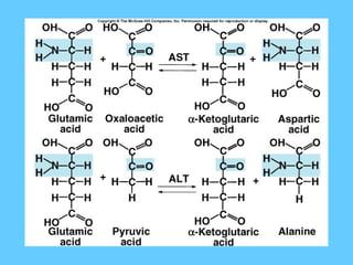 Chapter_5_-_Cell_Respiration_and_Metabolism.ppt