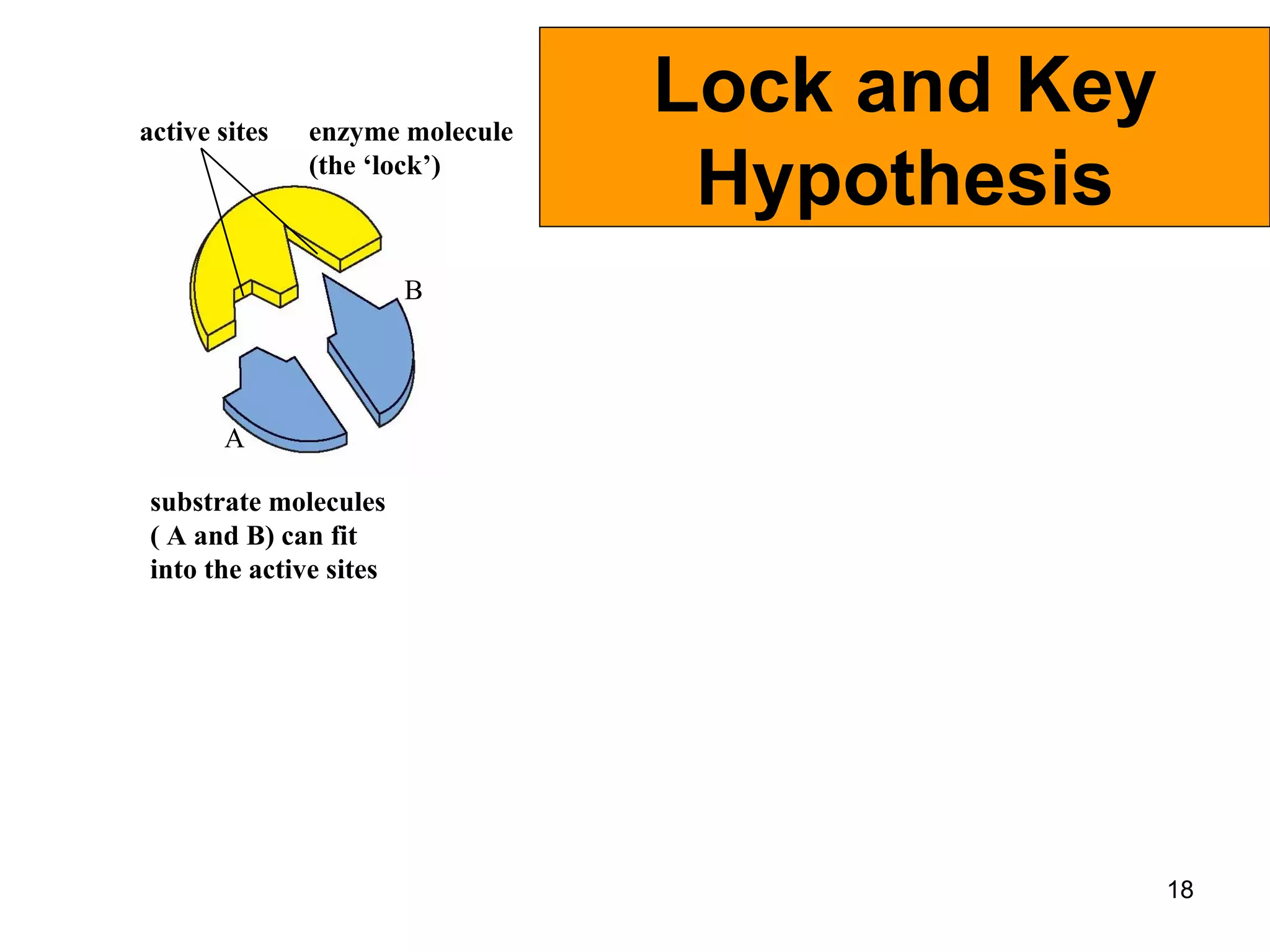 Chapter 5 enzymes | PPT | Chemistry | Science