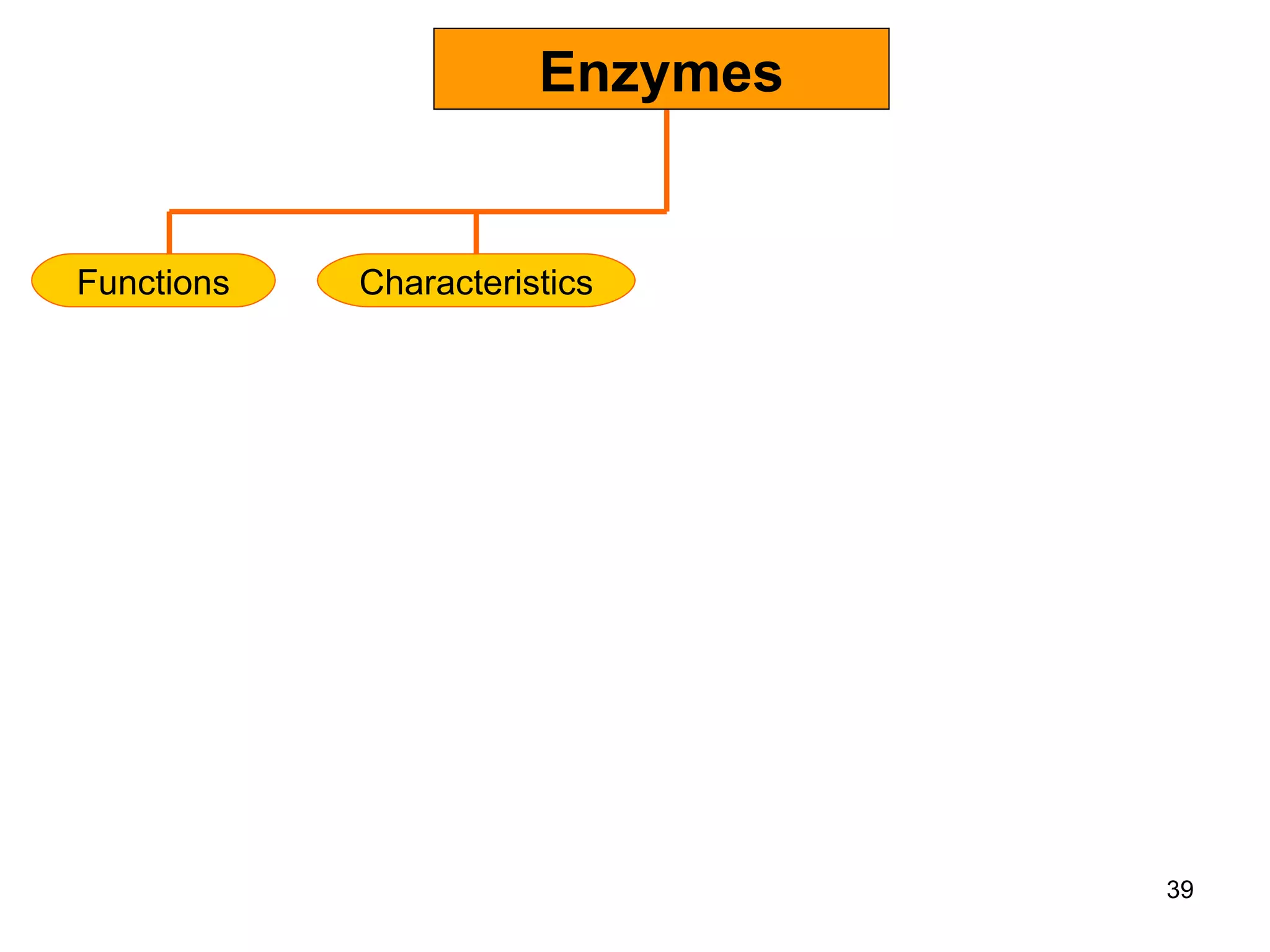 Chapter 5 enzymes | PPT | Chemistry | Science