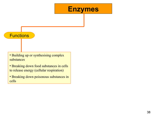 Chapter 5 enzymes | PPT | Chemistry | Science