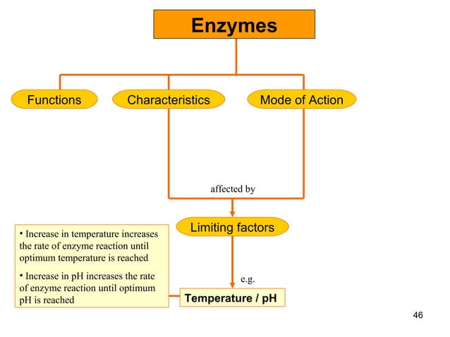 Chapter 5 enzymes | PPT | Chemistry | Science