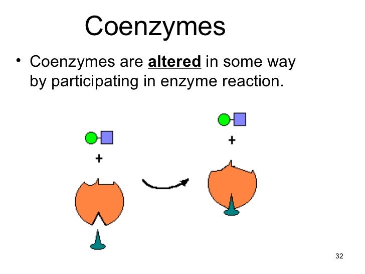 Chapter 5 enzymes