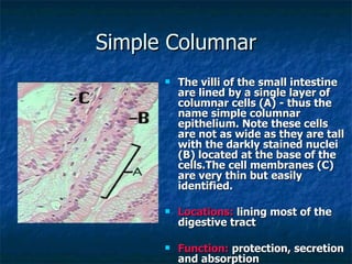 Chapter 5 epith | PPT