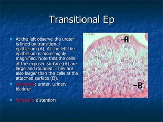 Chapter 5 epith | PPT