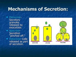 Chapter 5 epith | PPT