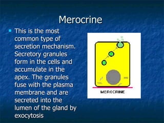 Chapter 5 epith | PPT