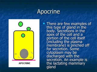 Chapter 5 epith | PPT