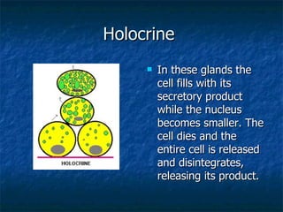 Chapter 5 epith | PPT