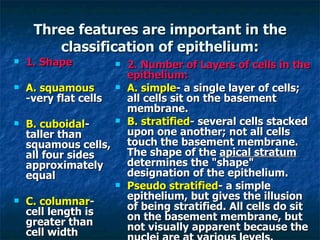 Chapter 5 epith | PPT