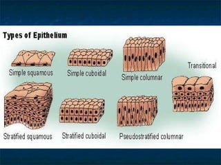 Chapter 5 epith | PPT