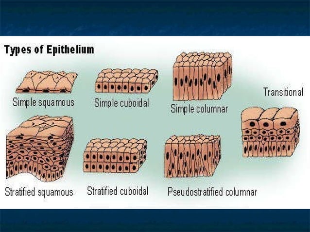 Chapter 5 epith | PPT | Biological Sciences | Science