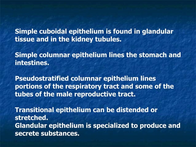 Chapter 5 epith | PPT | Biological Sciences | Science