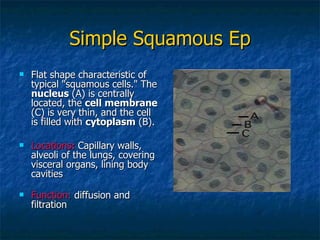 Chapter 5 epith | PPT