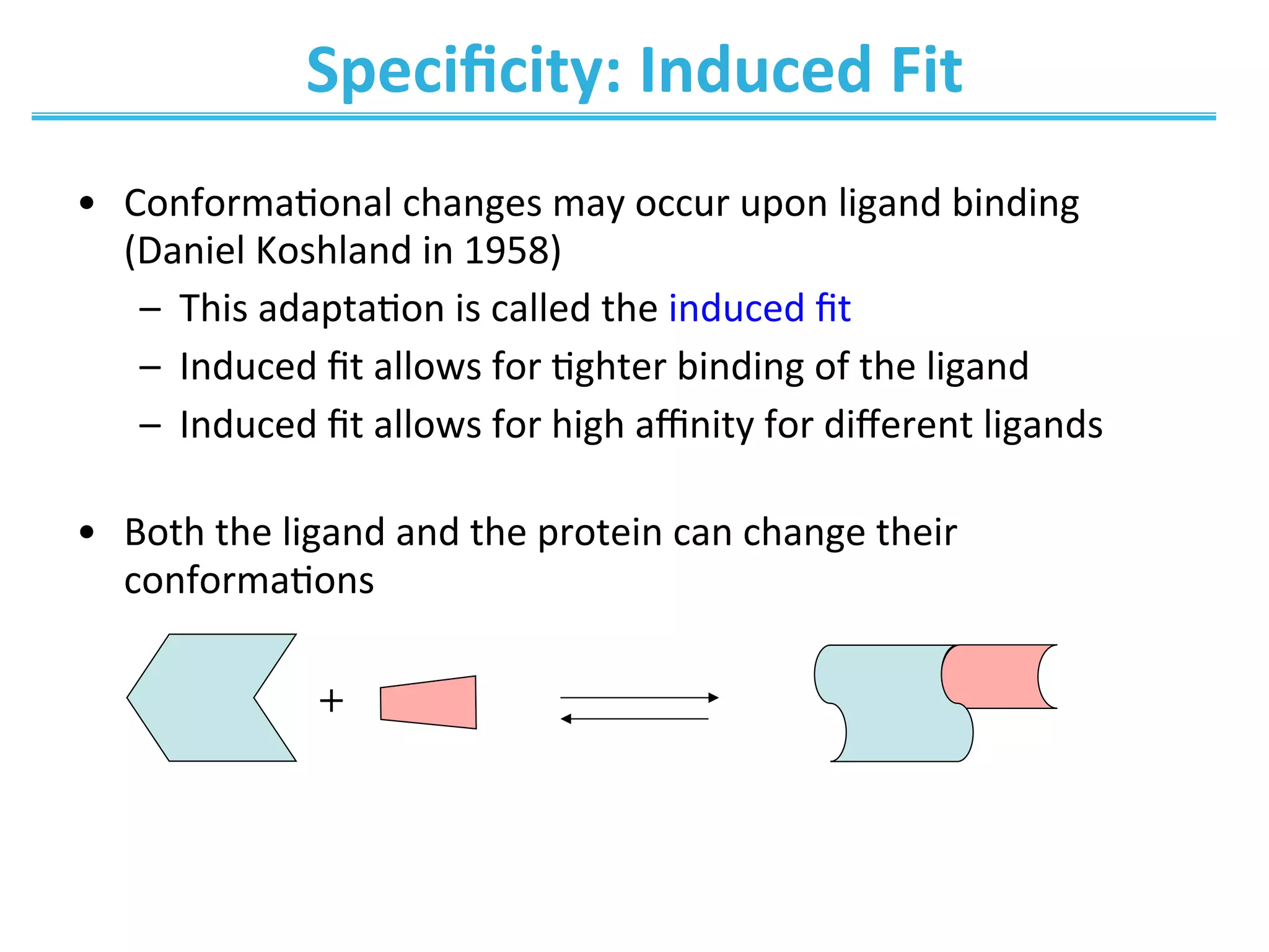 Chapter 5 globularproteins - Biochemistry | PDF