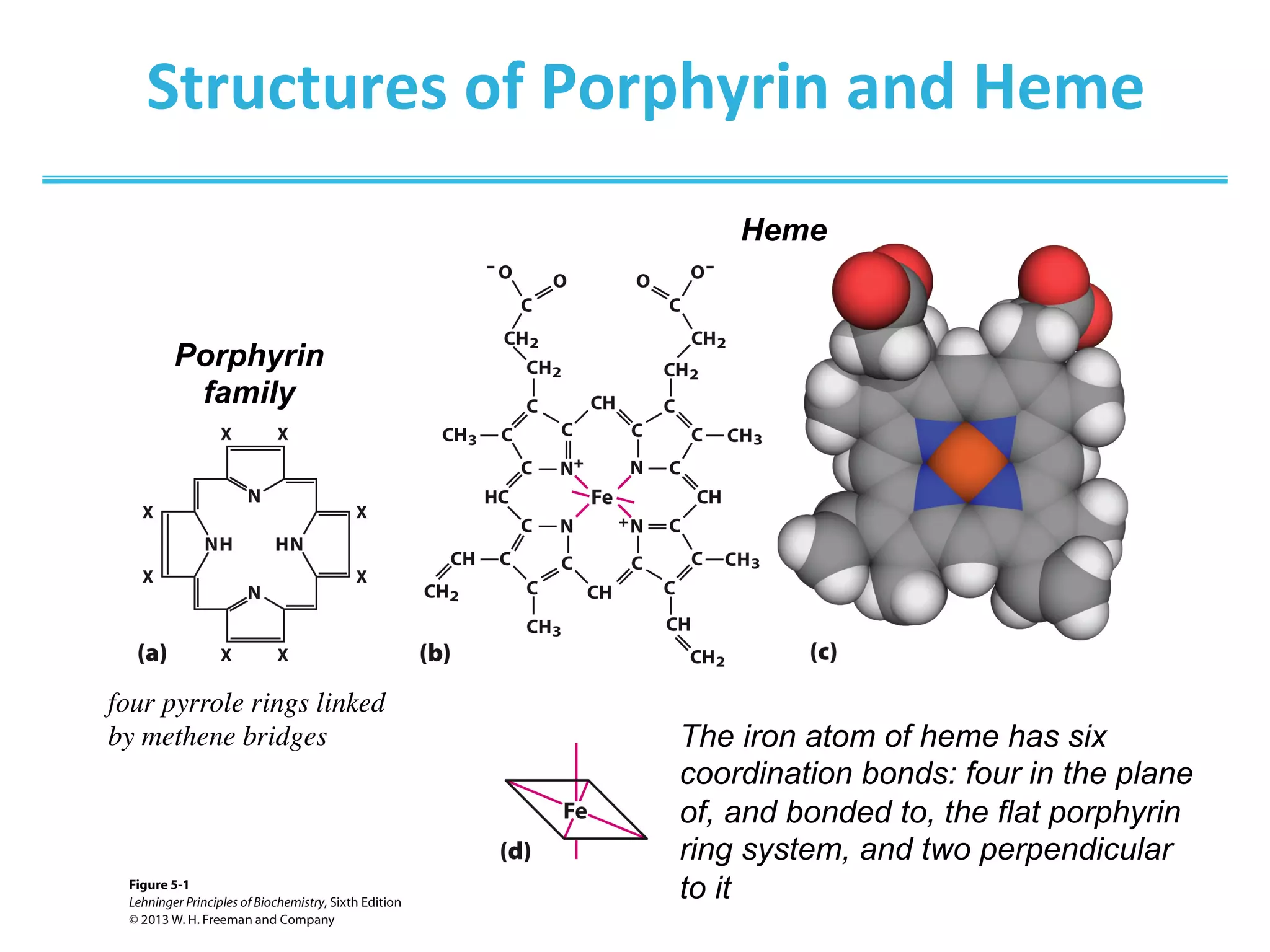 Chapter 5 globularproteins - Biochemistry | PDF