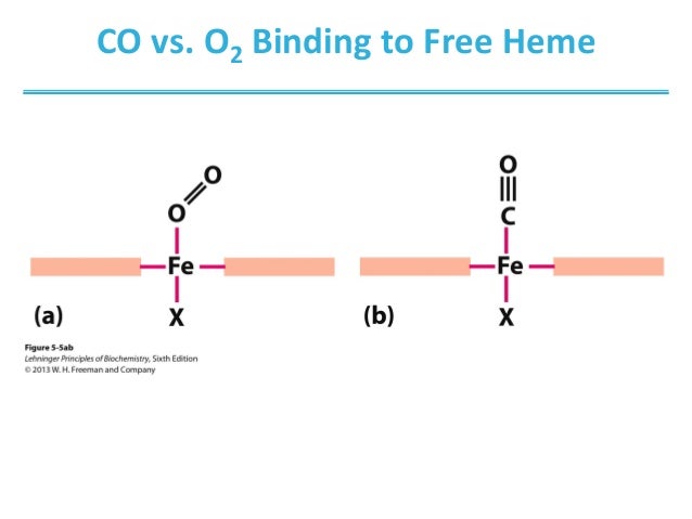 Chapter 5 globularproteins - Biochemistry