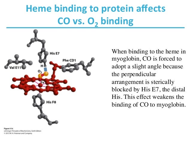 Chapter 5 globularproteins - Biochemistry