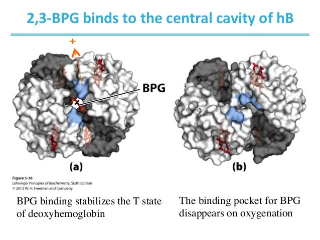 Chapter 5 globularproteins - Biochemistry