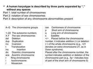 Chapter 5-Human chromosomes goodnote for you 2.pptx