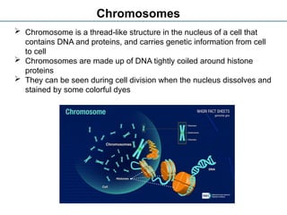 Chapter 5-Human chromosomes goodnote for you 2.pptx