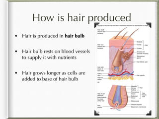 Chapter 5 integumentary | PDF
