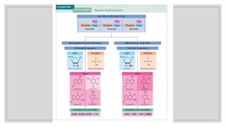 Chapter 5- Nucleic Acids (ppt).pdf
