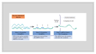Chapter 5- Nucleic Acids (ppt).pdf