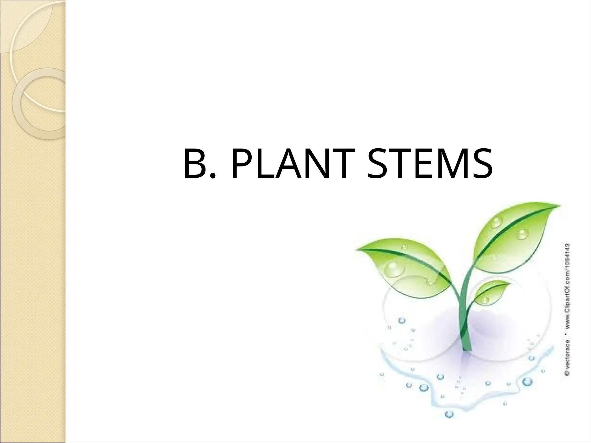 chapter 5-plant tissues and organ systems.pptx