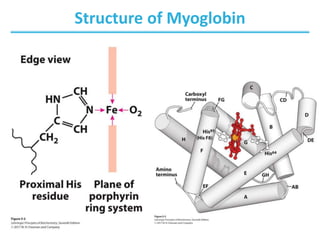 Protein Function - General Biology 2 Lesson | PPT