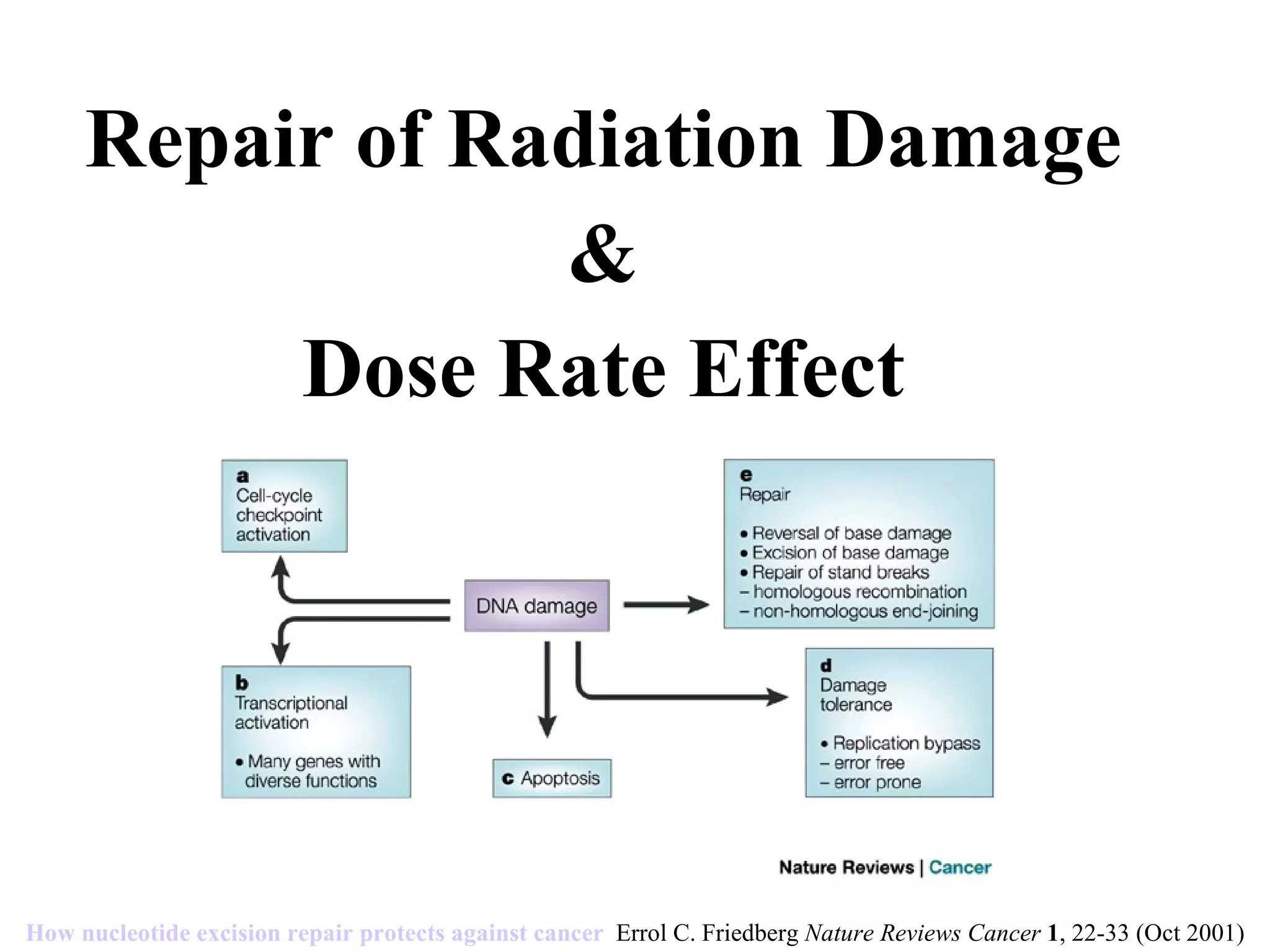 Chapter 5 -repair or radiation damage and dose-rate effect - jtl | PPT