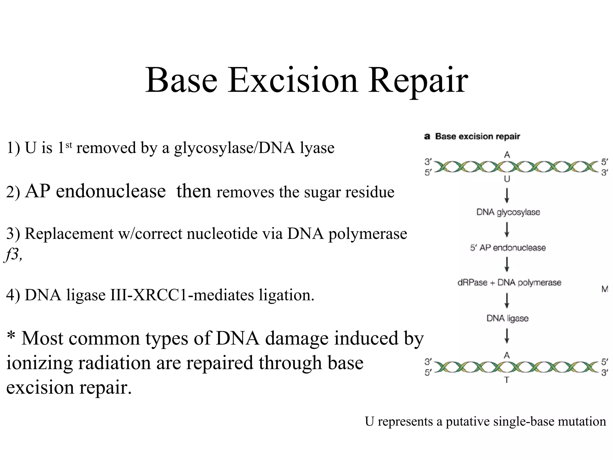 Chapter 5 -repair or radiation damage and dose-rate effect - jtl | PPT