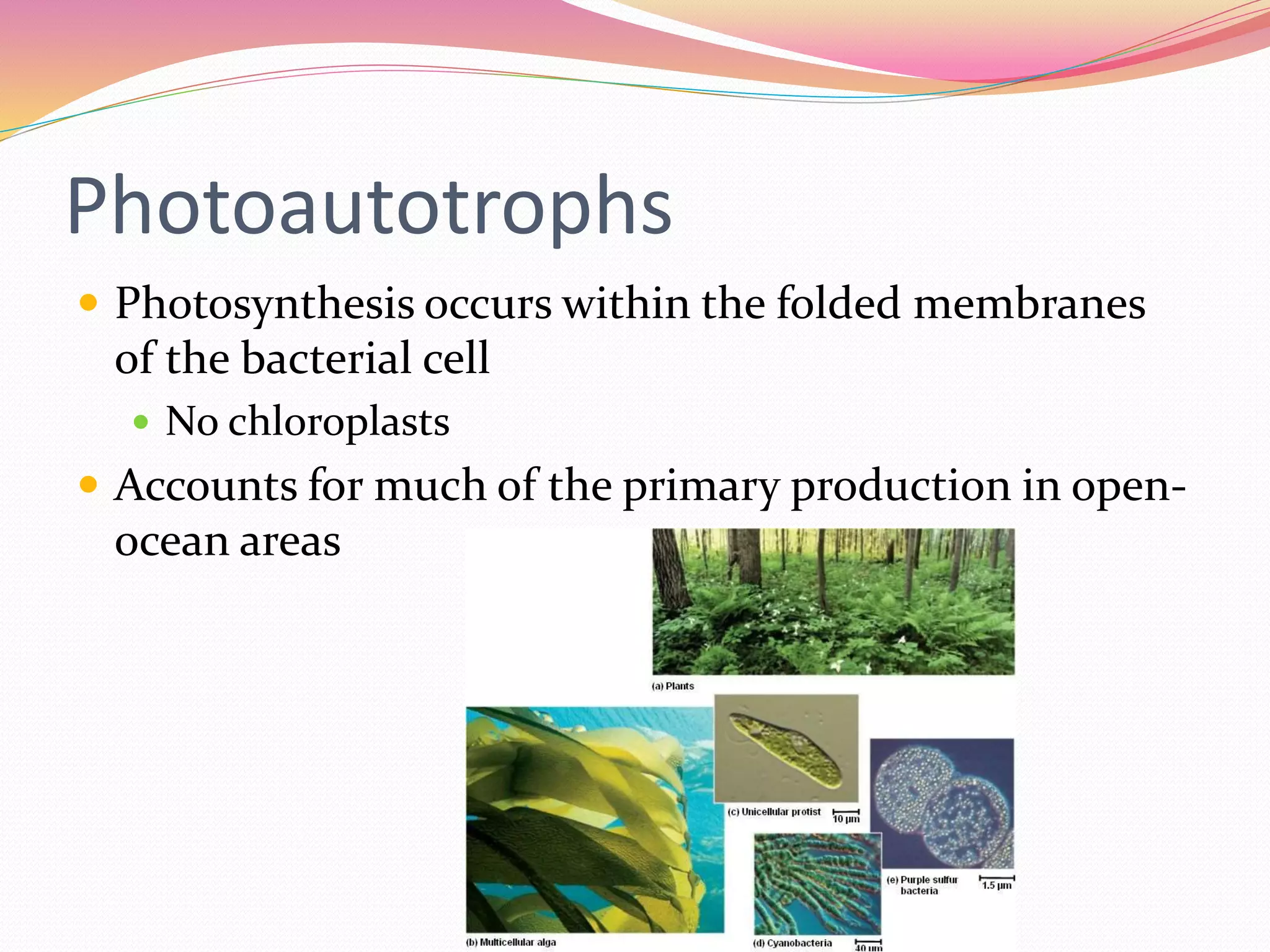 Chapter 5 - The Microbial World | PPTX