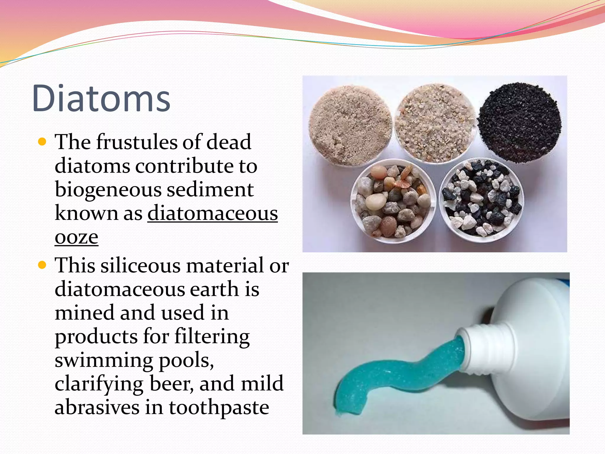 Chapter 5 - The Microbial World | PPTX