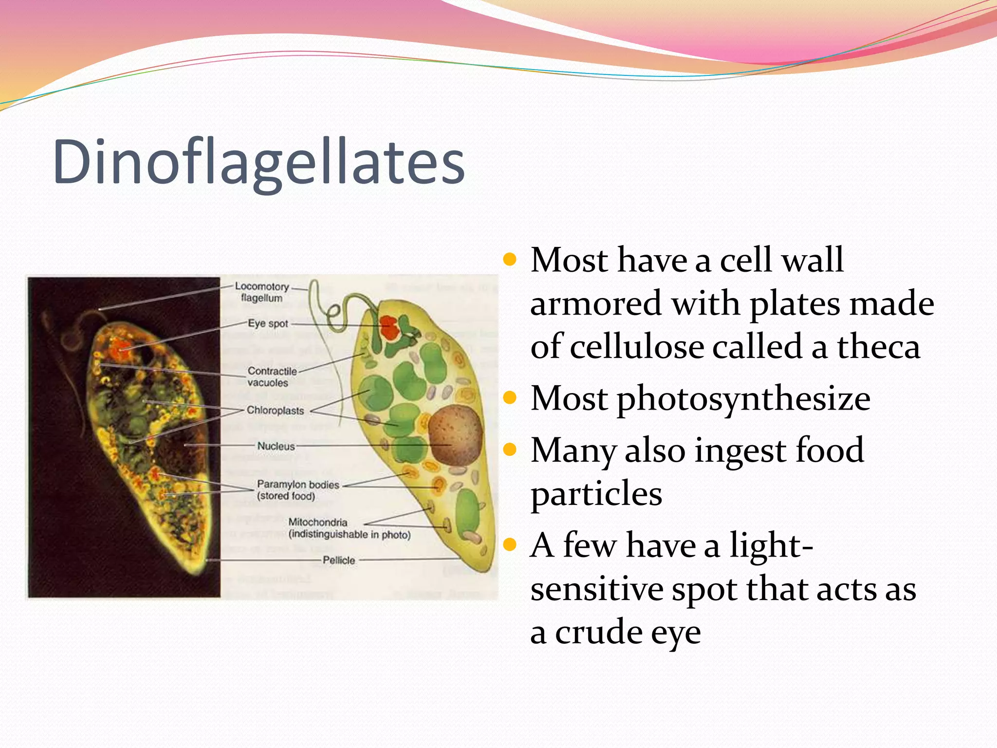 Chapter 5 - The Microbial World | PPTX