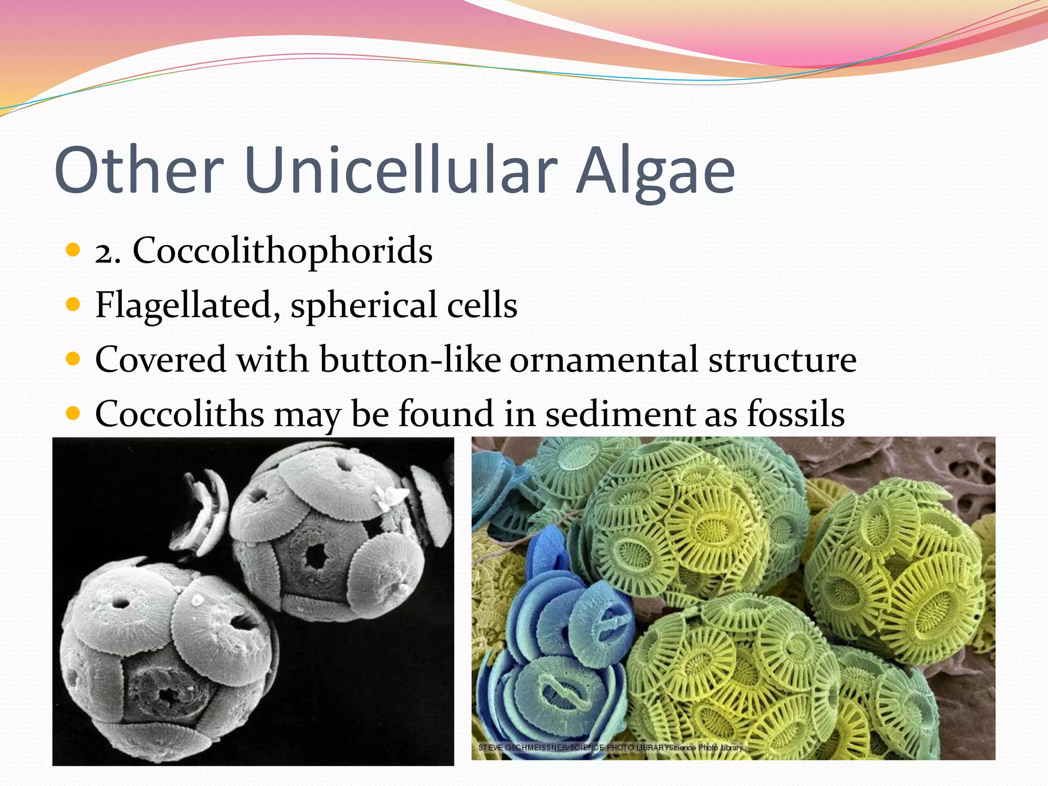 Chapter 5 - The Microbial World | PPTX