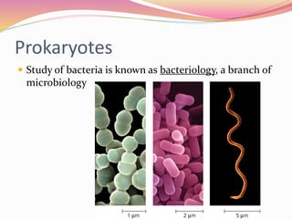 Chapter 5 - The Microbial World | PPTX