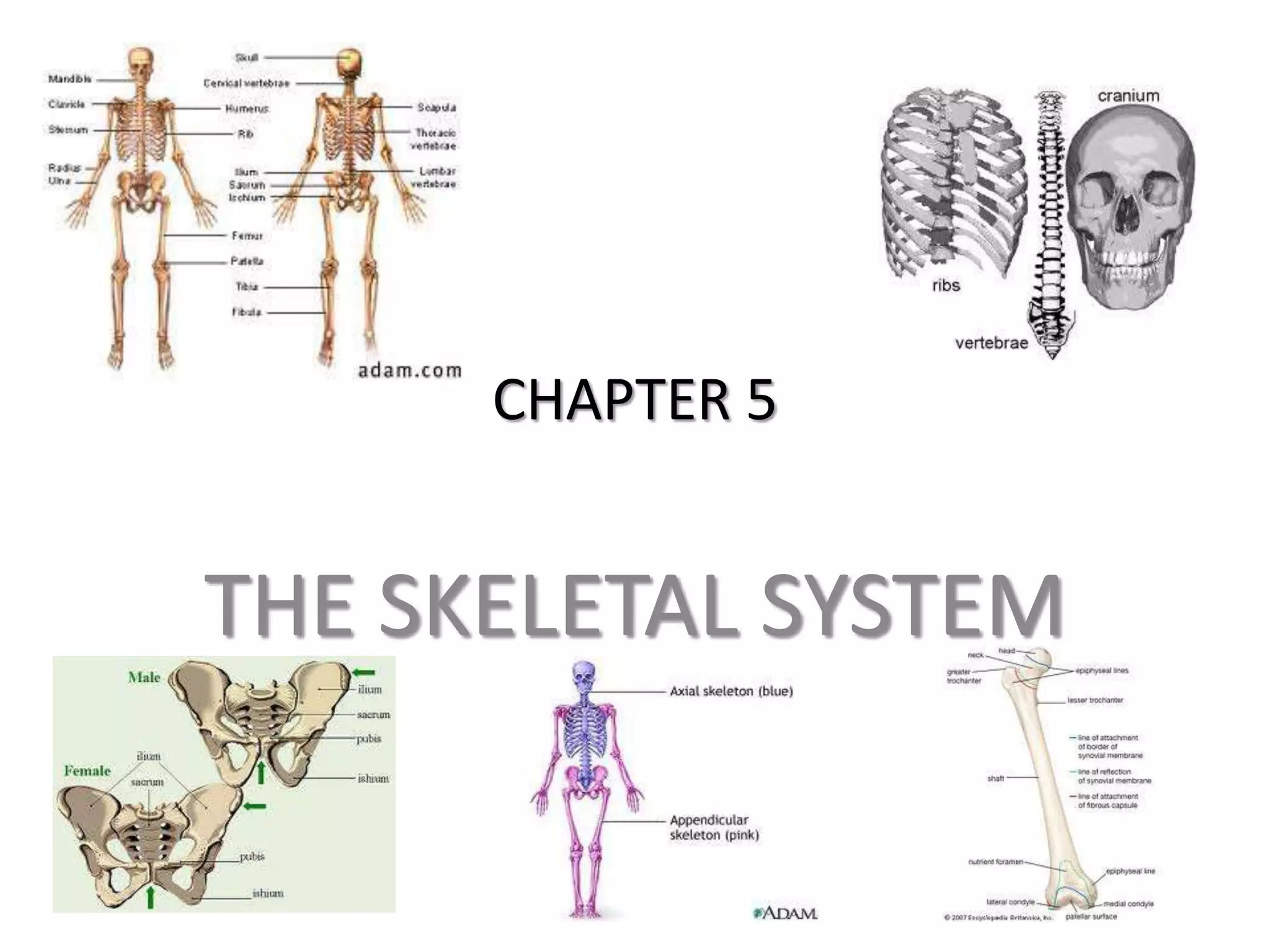 Chapter 5 - The Skeletal System | PPTX