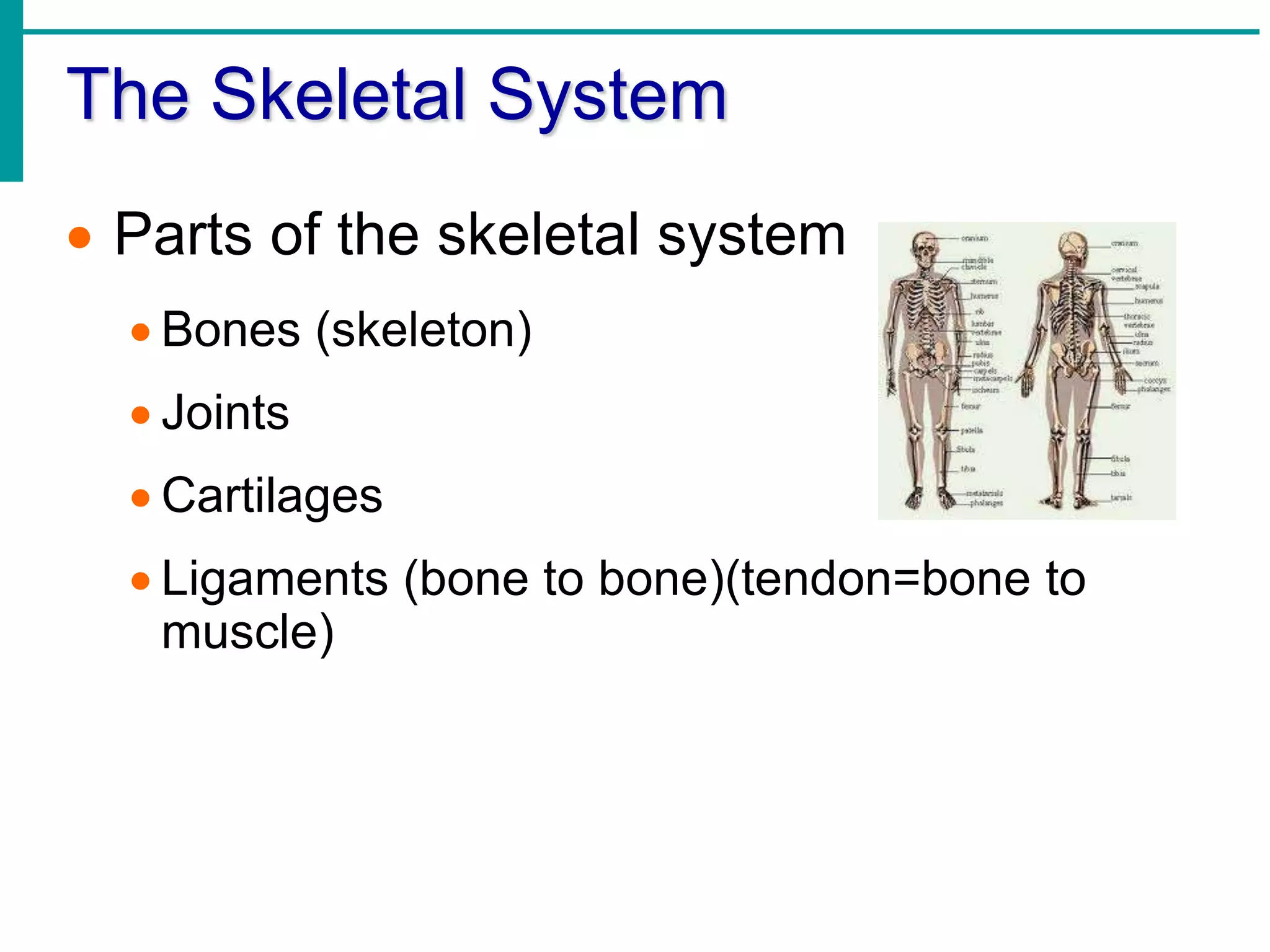Chapter 5 - The Skeletal System | PPTX