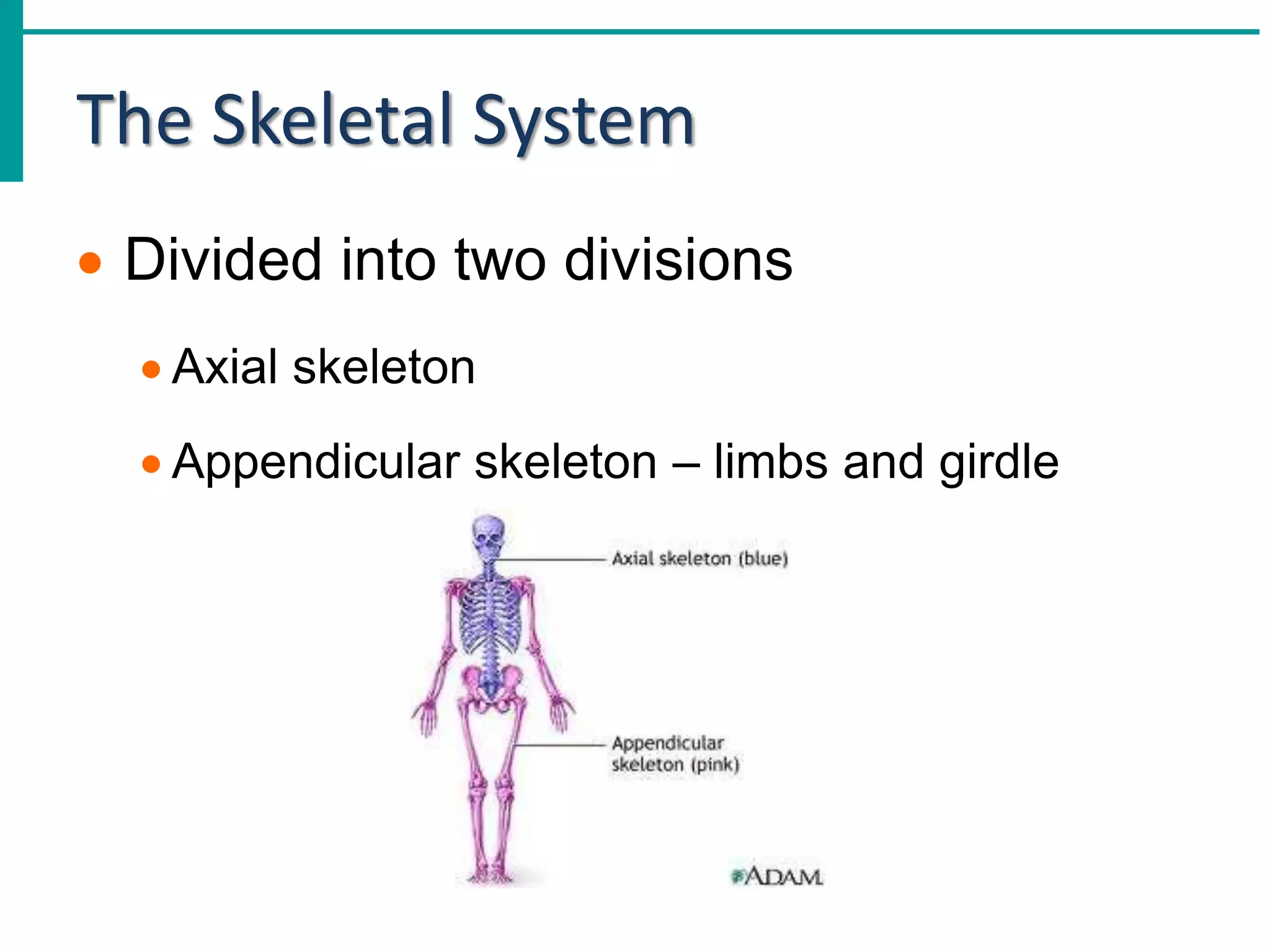 Chapter 5 - The Skeletal System | PPTX