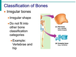 Chapter 5 - The Skeletal System | PPTX