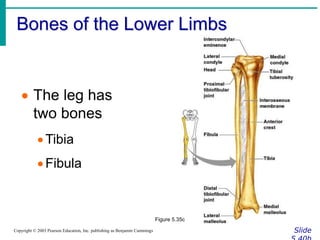 Chapter 5 - The Skeletal System | PPTX
