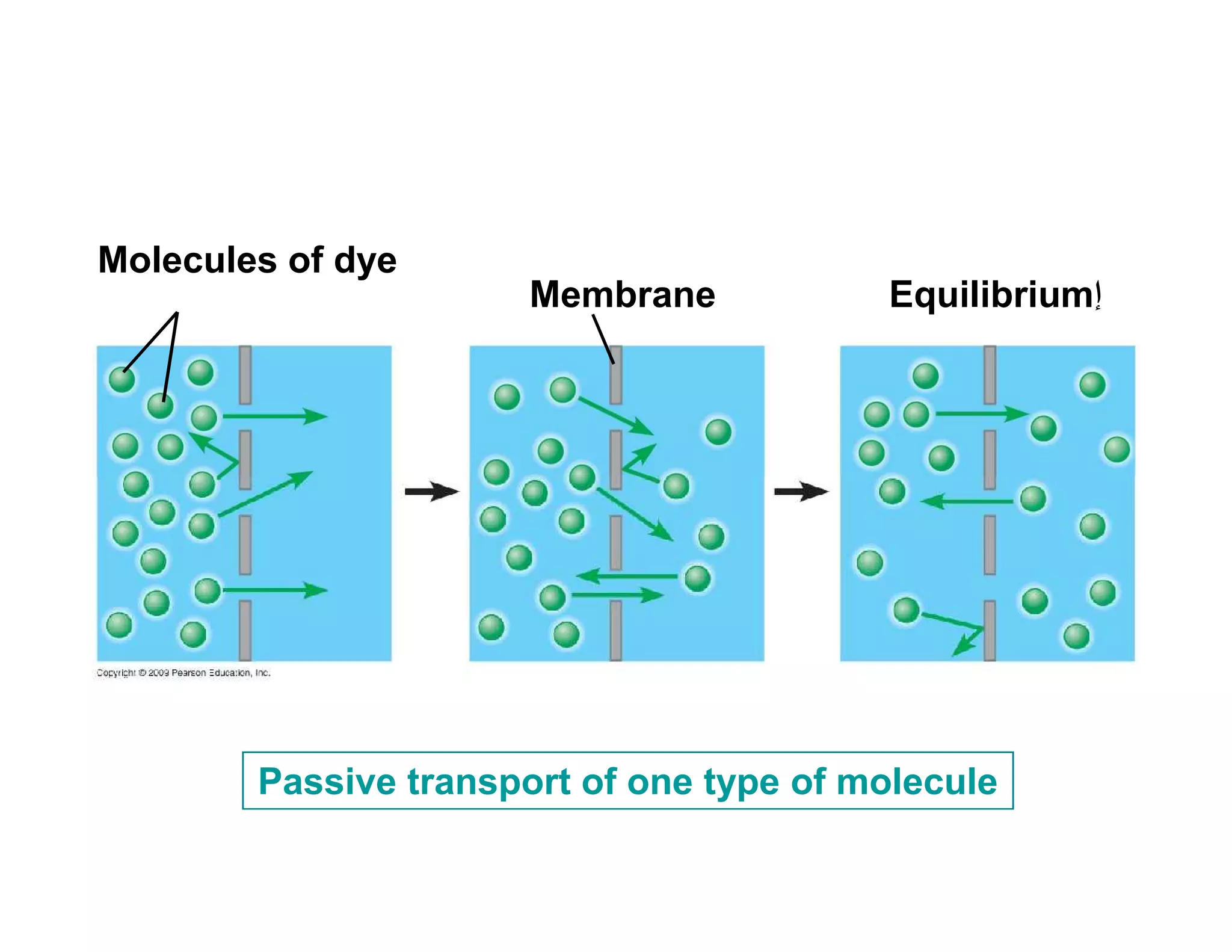 Chapter 5 the working cells [compatibility mode] | PPT