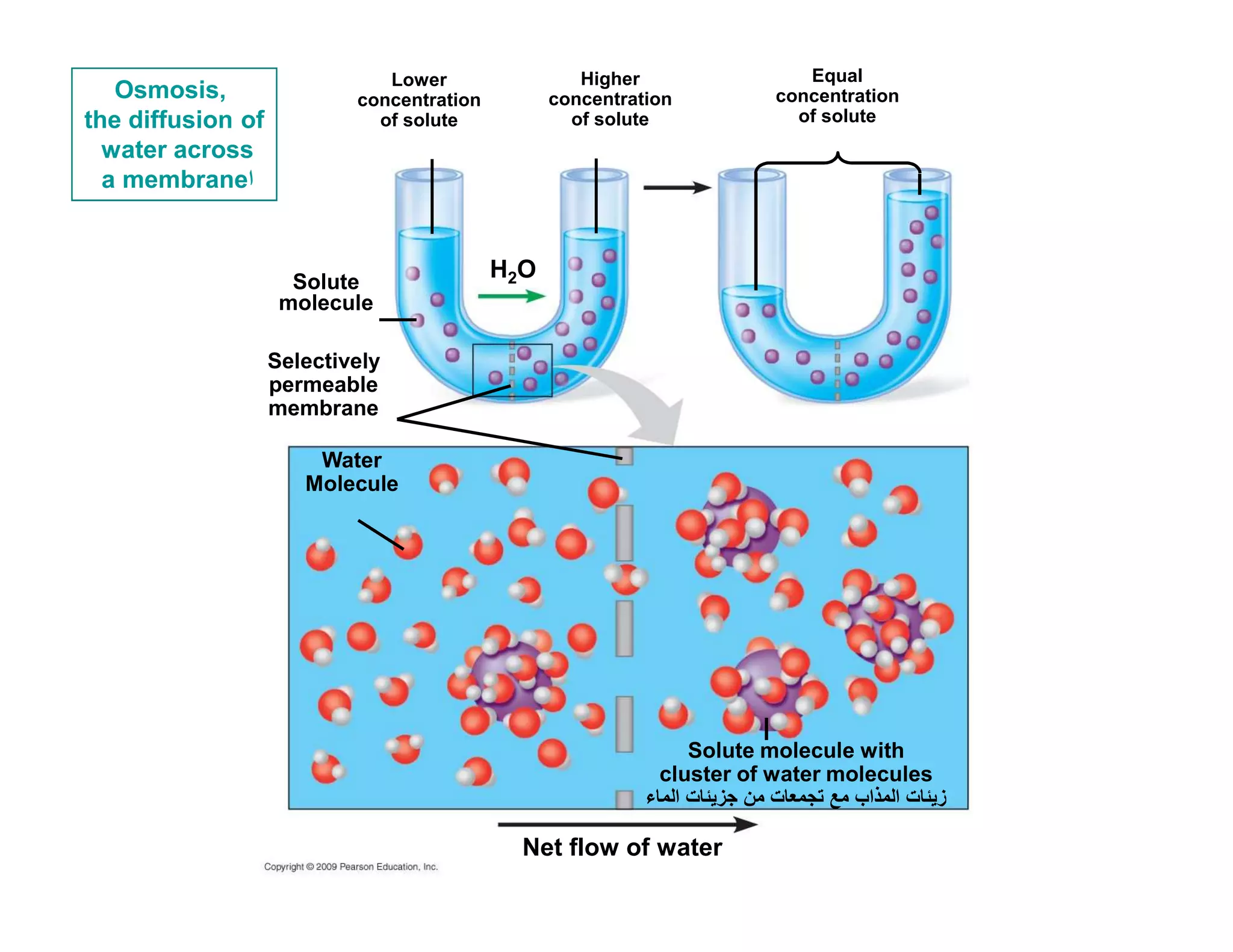 Chapter 5 the working cells [compatibility mode] | PPT